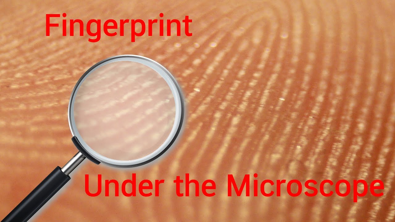 Fingerprint under the microscope - YouTube