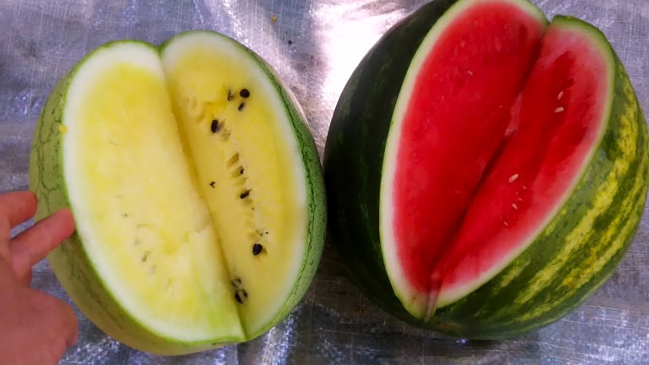 Sandía Amarilla vs Roja comparación de melón de agua, acendría, sindria ...