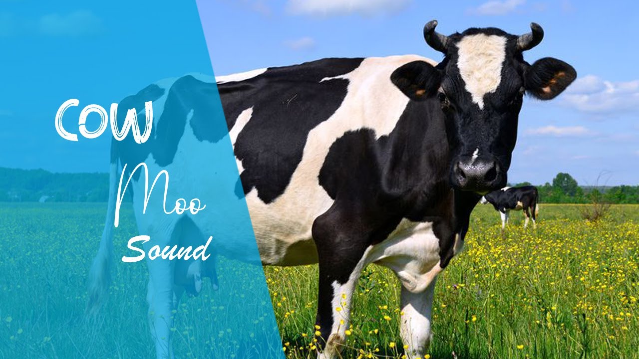 Cow moo sound(sound effects no copyright ) - YouTube