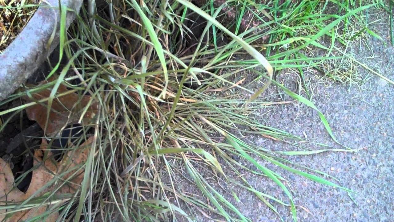 Worry Free Organic Weed & Grass Killer - BroBryceGardens - YouTube