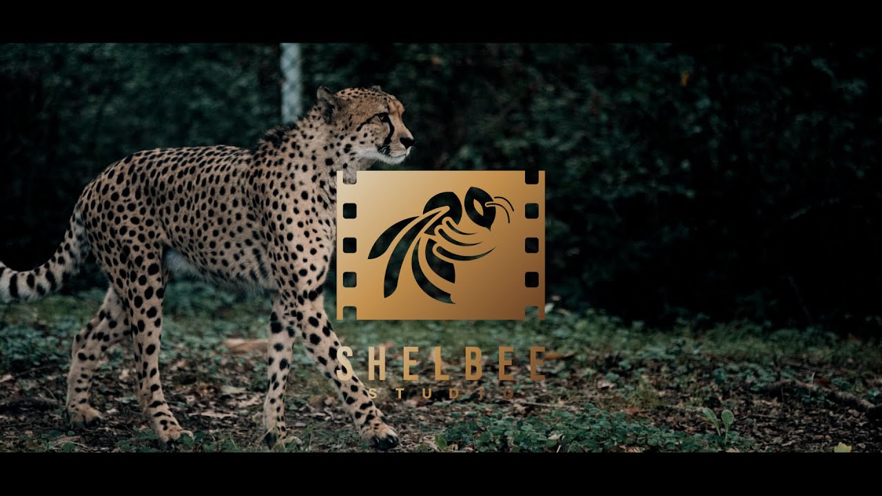 ANIMAL CINEMATIC SHOTS - ShelbeeStudio - YouTube
