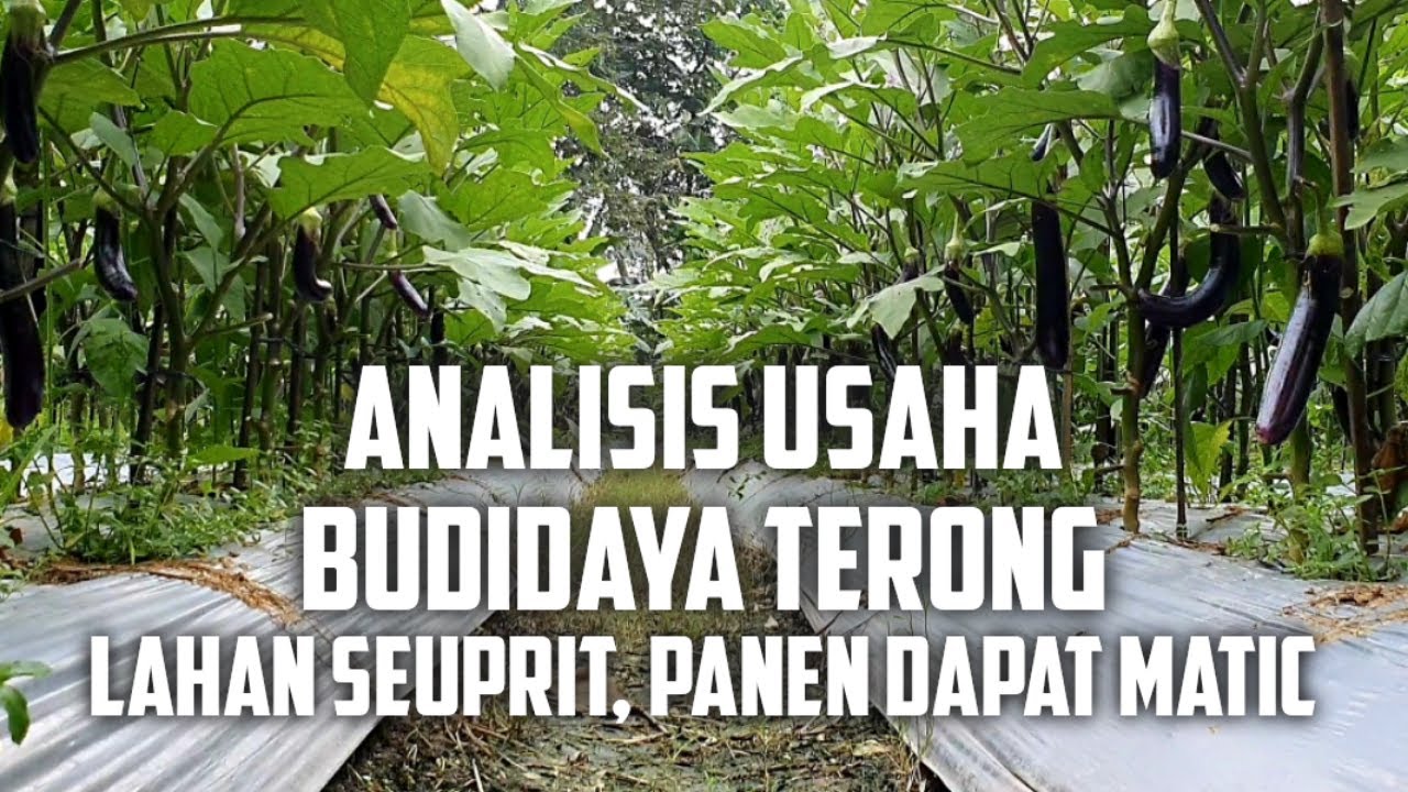 Analisis Usaha Lengkap Budidaya Terong - YouTube