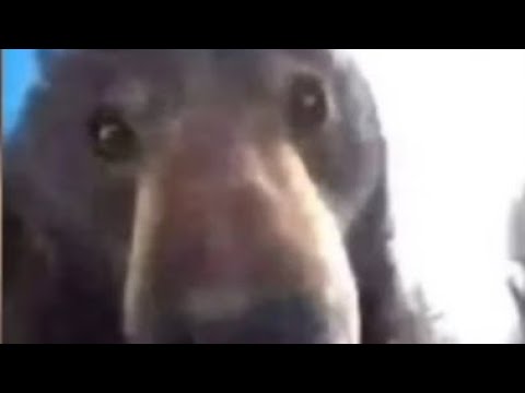 Climbing a big mountain in RDR2 - YouTube