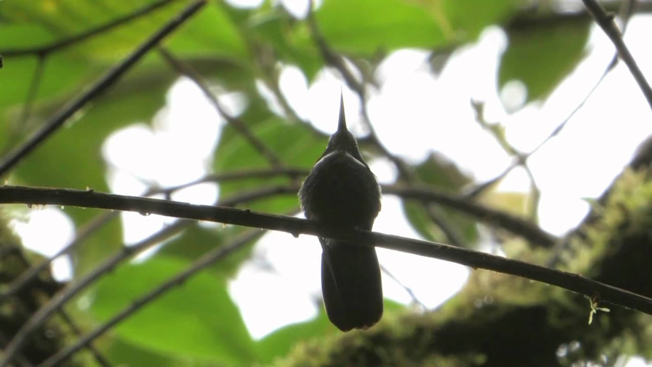 Wedge-billed Hummingbird.mpeg - YouTube