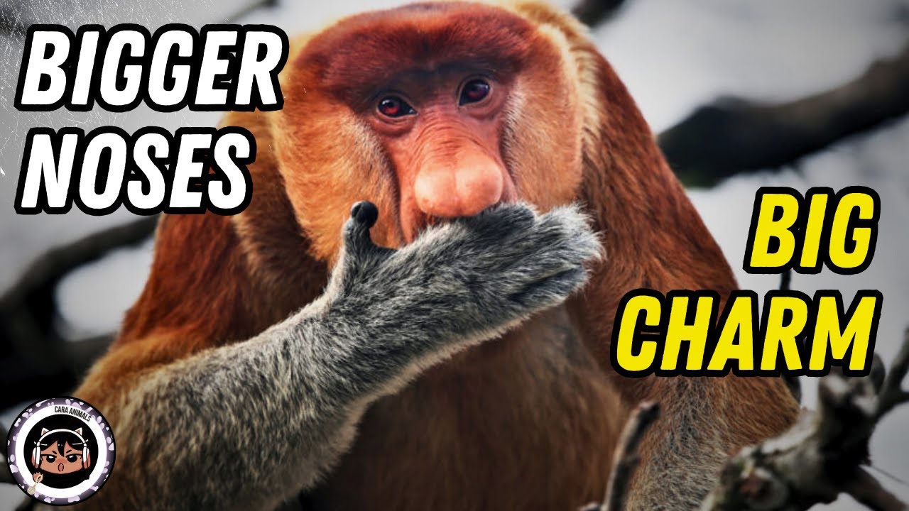 12 Facts about Proboscis Monkey: The World's Weirdest Monkey - YouTube