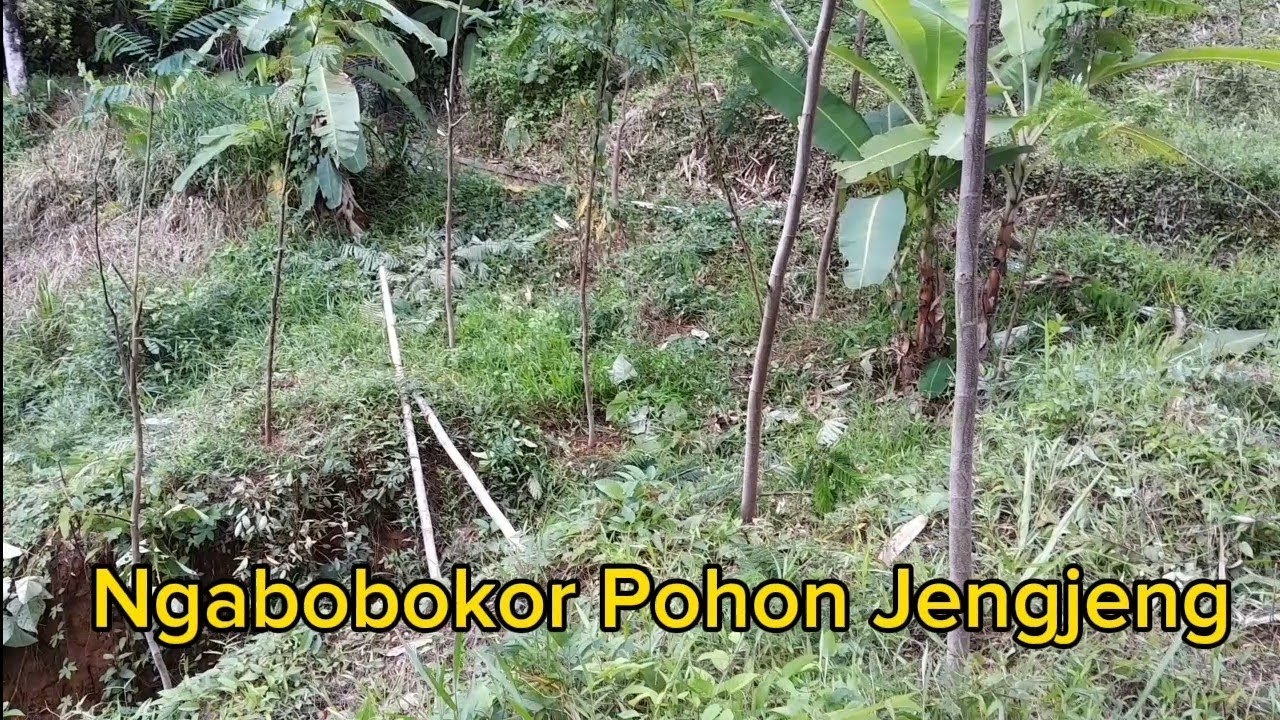 Pohon Albasiah di Tebing Bekas Longsor// Ngabobokor Pohon Jengjeng ...