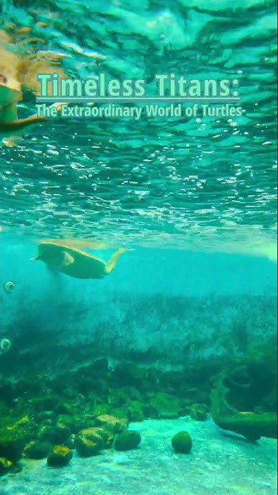 Timeless Titans: Unveiling the Extraordinary World of Turtles # ...