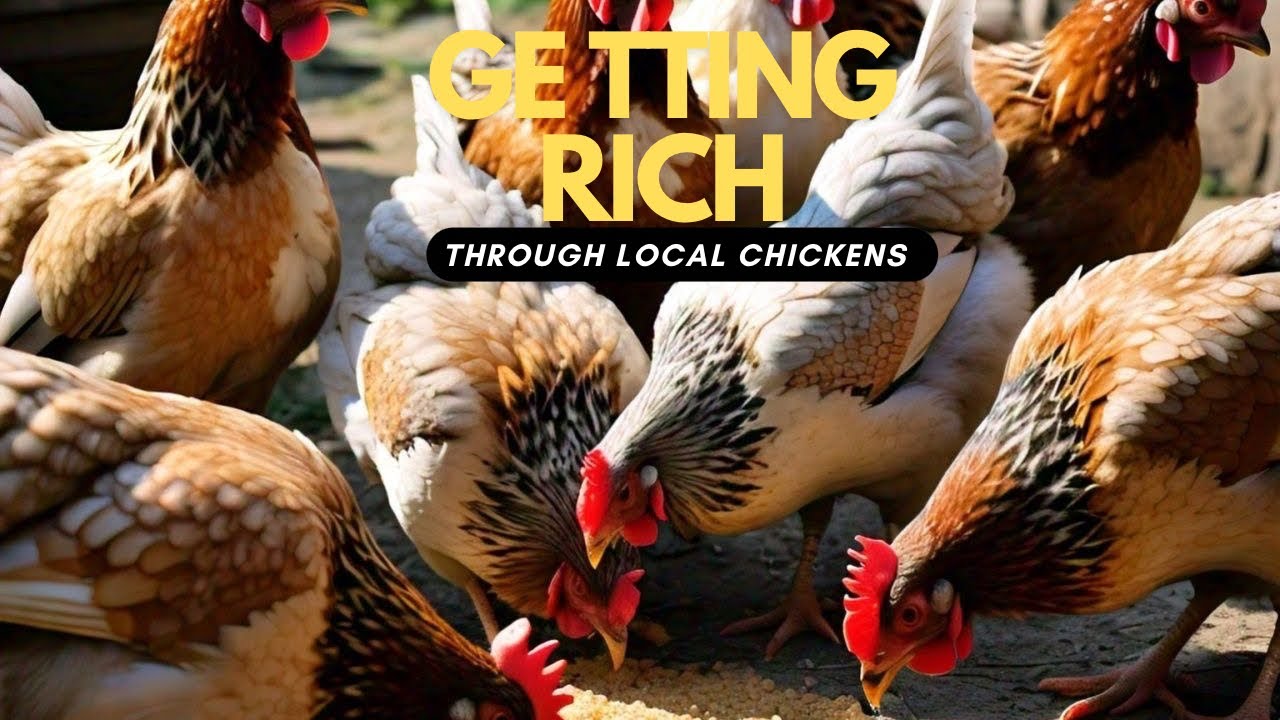 HOW TO BECOME RICH THROUTH LOCAL CHICKENS!! - YouTube