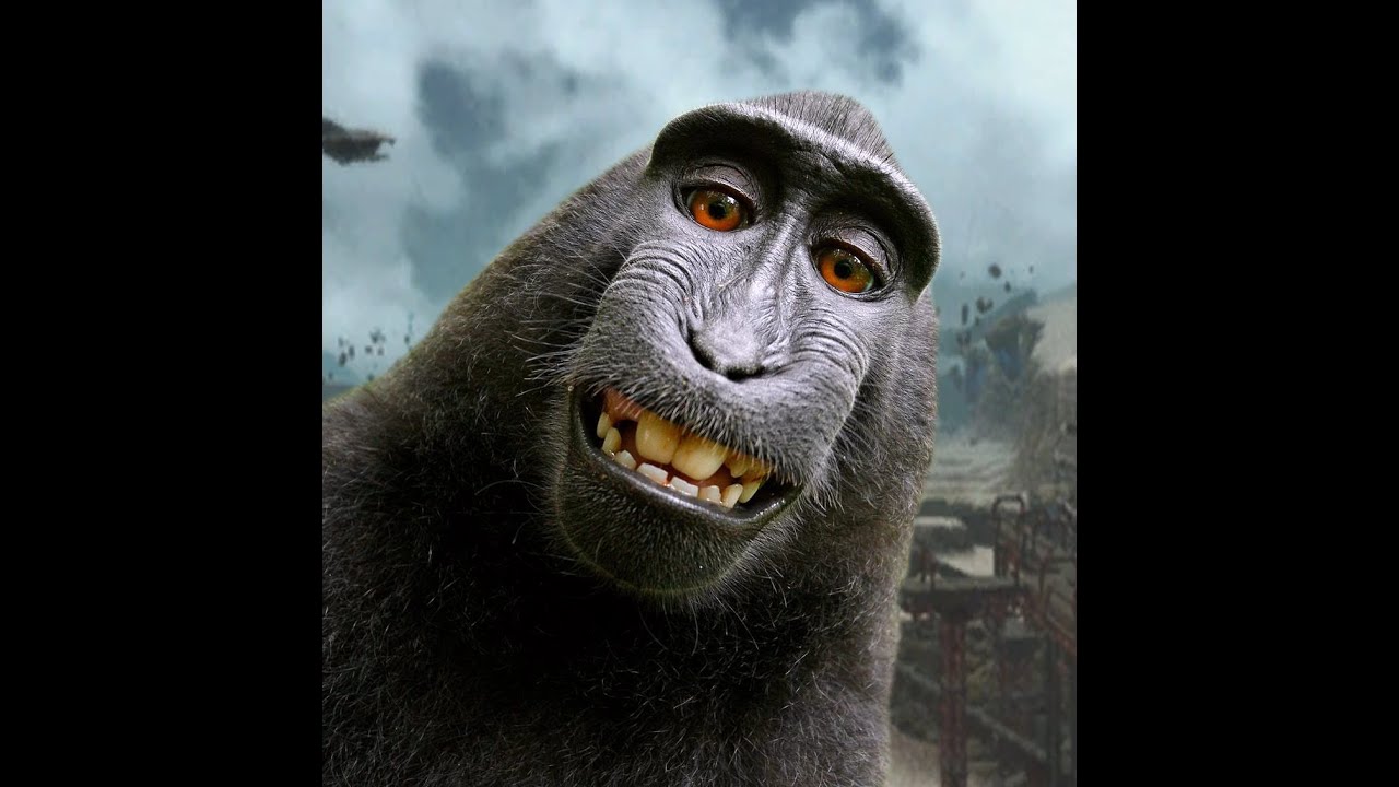 Zadnor random monkey event - YouTube