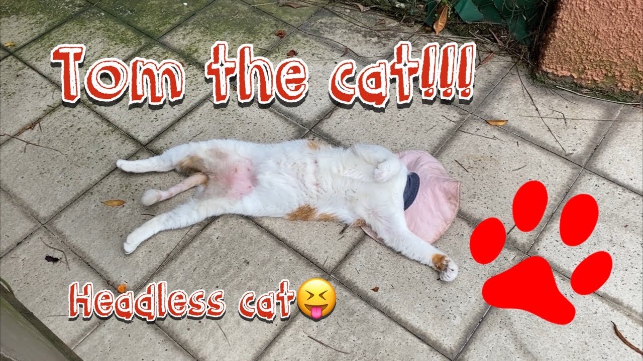 Headless cat || Tom the cat 🐈 - YouTube