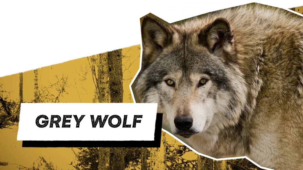 Spotted: Grey Wolf - YouTube