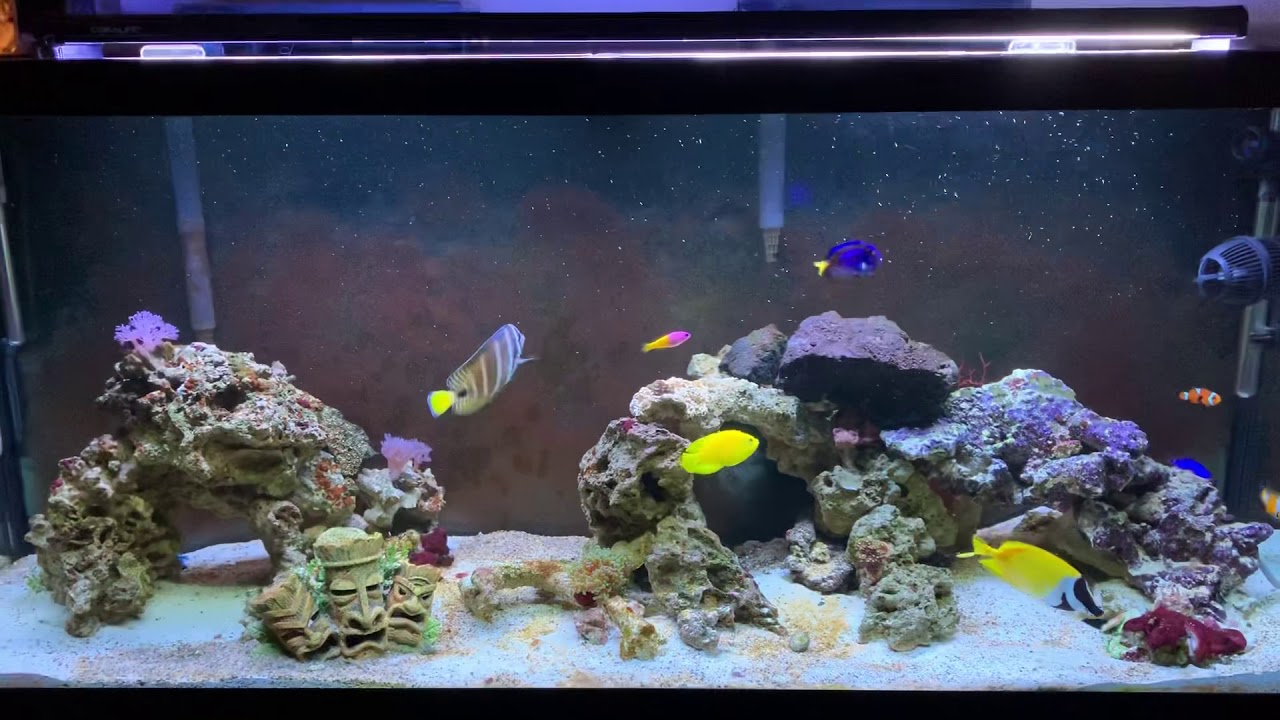 120g Saltwater Tank update - YouTube