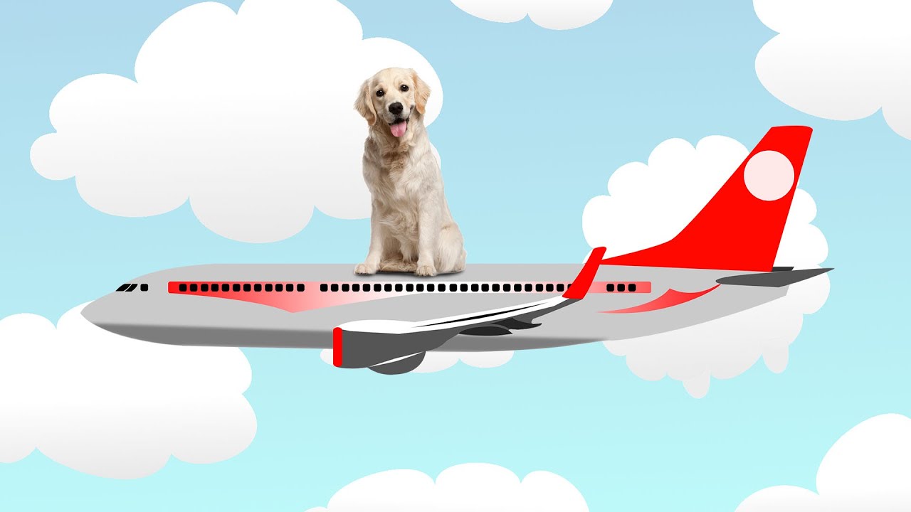 Boeing - Flying Pets - YouTube