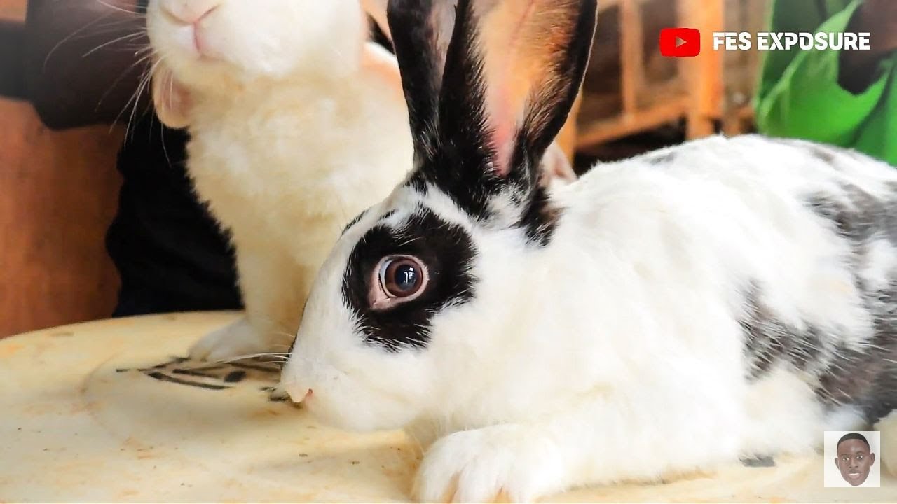Kitengela Rabbit Queen || Making millions from Rabbit farming - YouTube