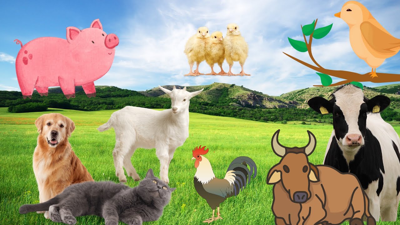 Learn family animals: dog, cat, chicken, cow,.... - YouTube