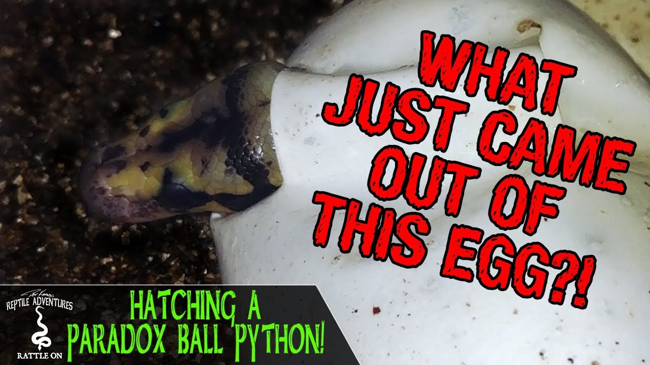 HATCHING A PARADOX BALL PYTHON! (what is a paradox?) - YouTube