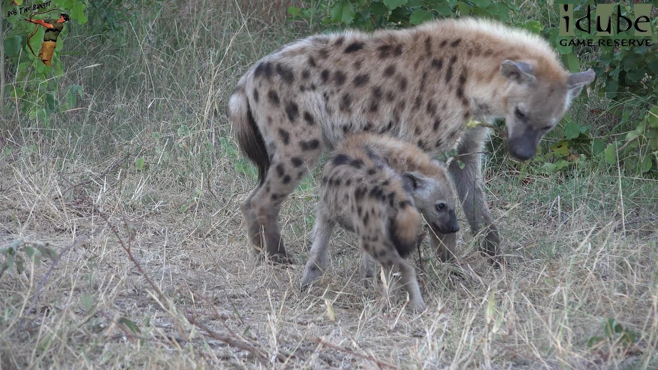 Hyenas Play With Sticks - YouTube