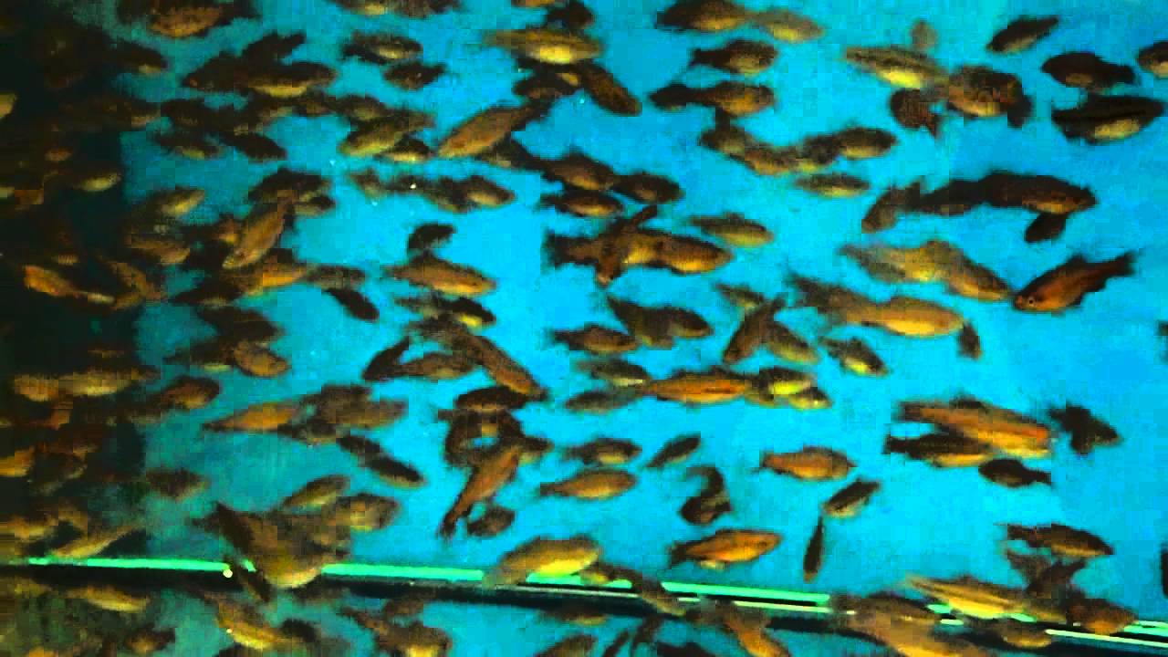 Tropical Fish Farm-SLOVAK REPUBLIK,Puntius titteya.MP4 - YouTube