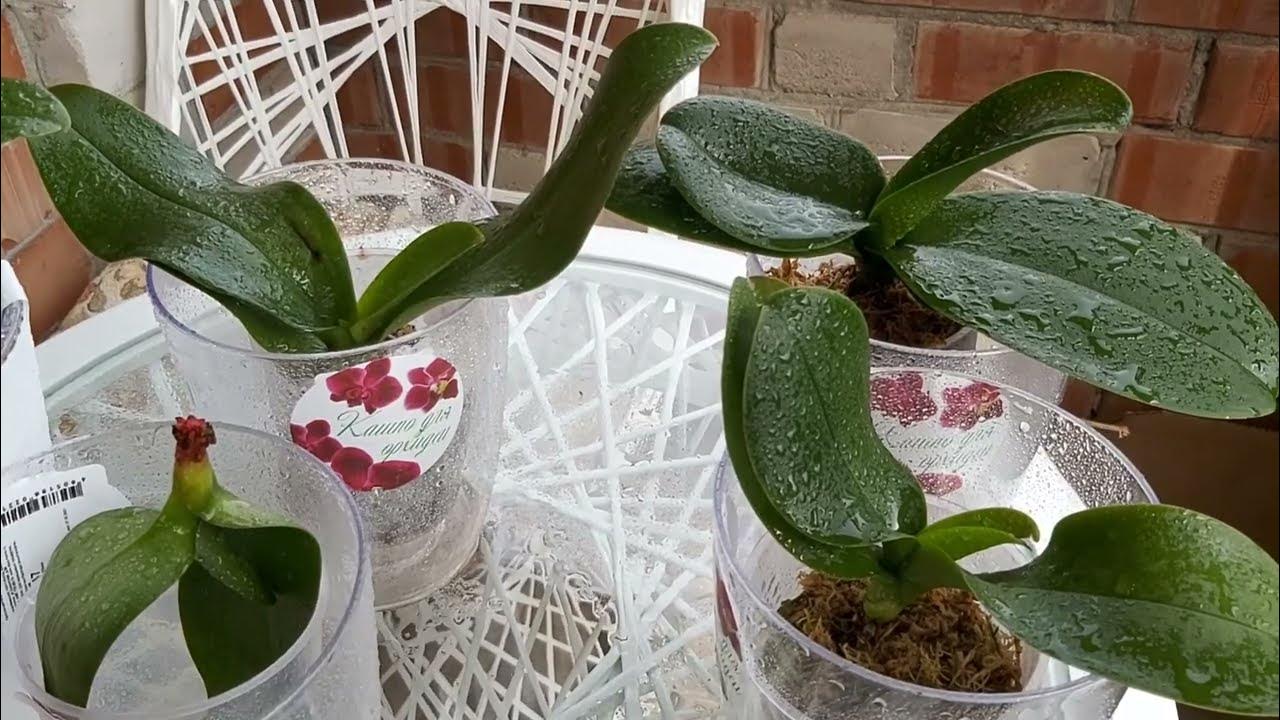 Эти ДЕШЕВЫЕ ТАБЛЕТКИ Спасут вашу ОРХИДЕЮ и ВЫ забудете о БОЛЕЗНЯХ у ...