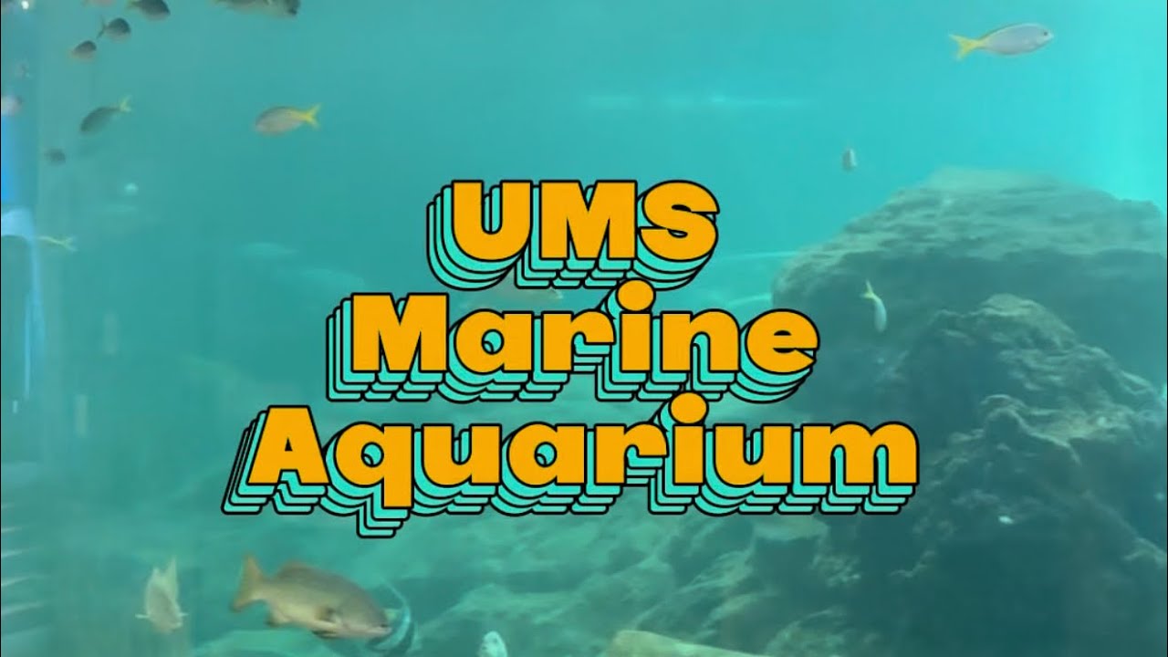 UMS Marine Aquarium - YouTube