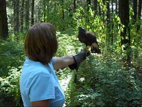 How to catch a Hawk Falcon from Pacific Northwest Raptors - YouTube