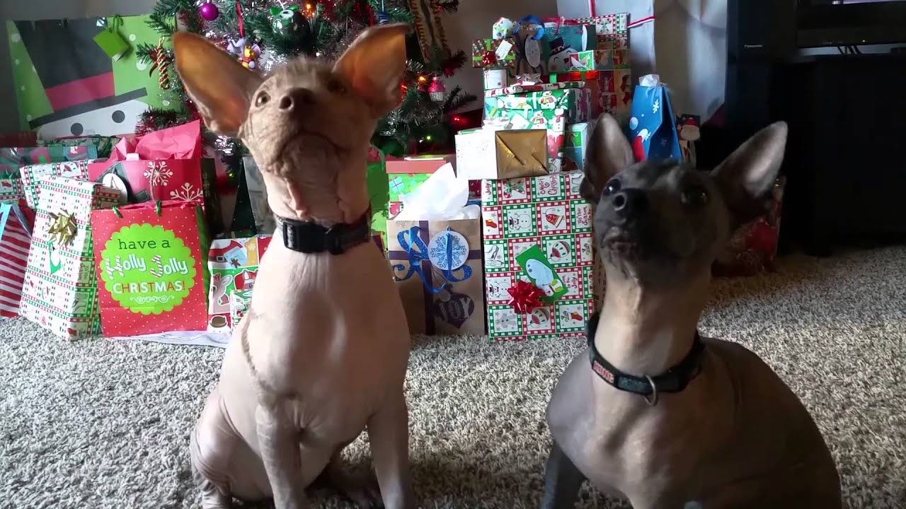 Xoloitzcuintlis mexican hairless dogs sitting - YouTube
