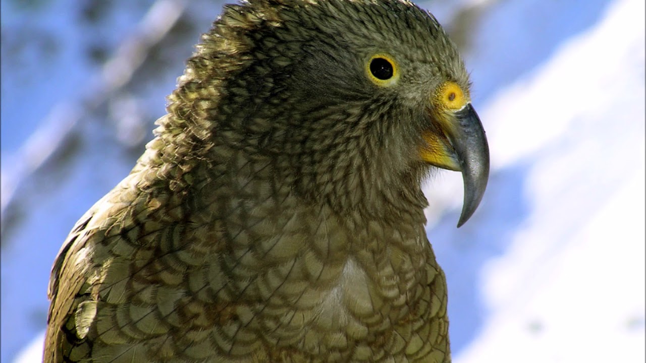 Birds in the alps NZ - YouTube