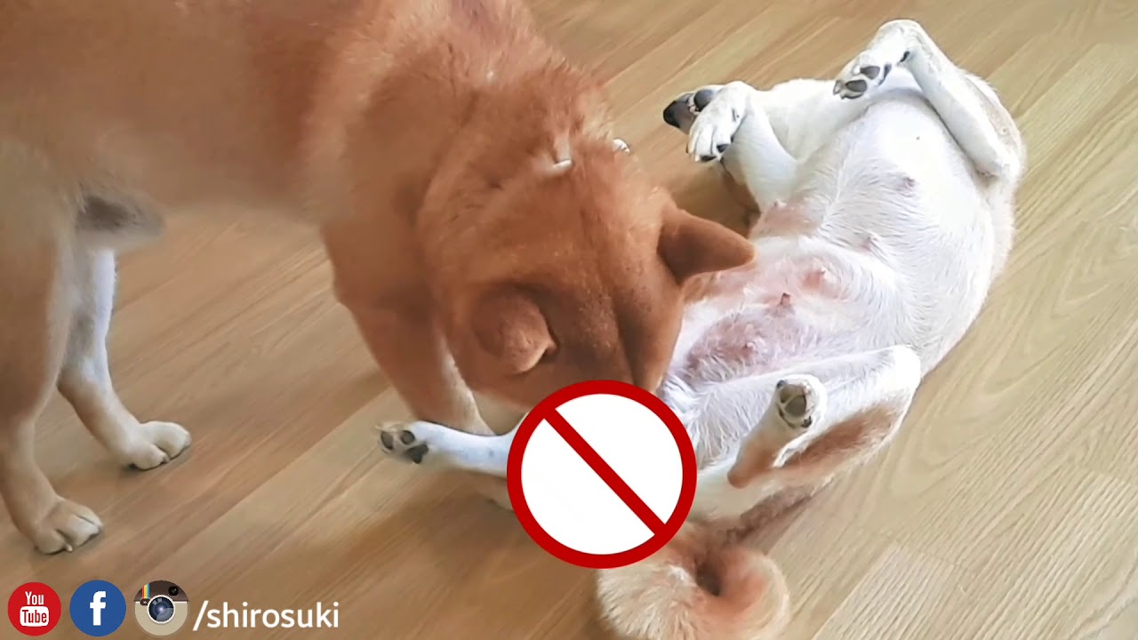 My life is potato. Ep 32 / Shiba Inu puppies - YouTube