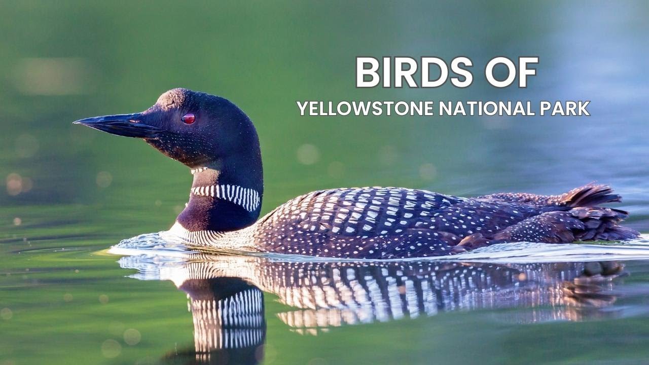 Birds of Yellowstone National Park 4K - YouTube