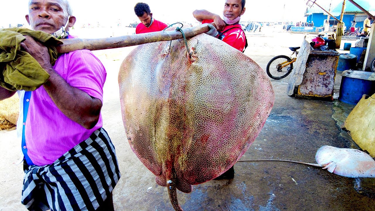 Huge 350 Pound Tiger Ray Fish Cutting And Cleaning | Fishing Life Sri ...
