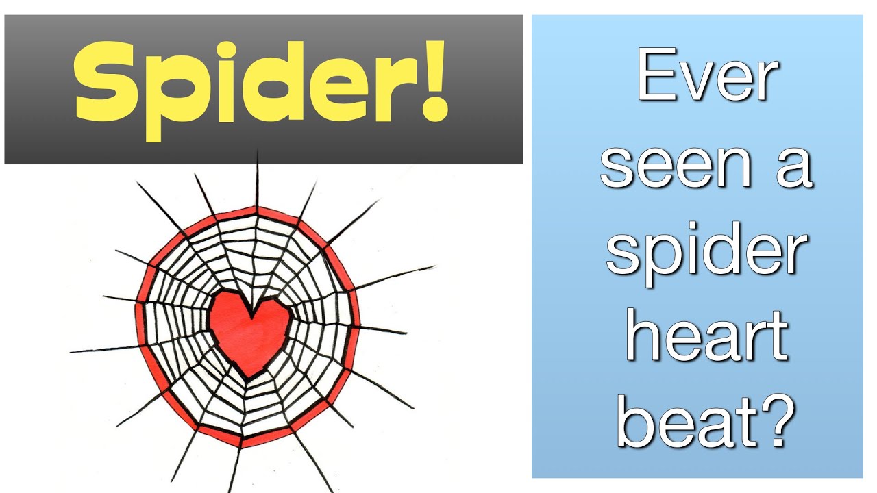 Spider Heartbeat HD 1080p - YouTube