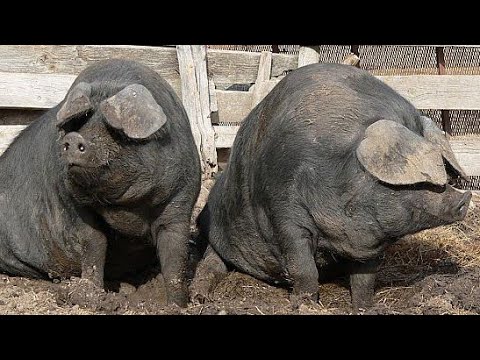 America’s Next Pork Kings: 4 Heritage Pig Breeds Dominating the ...
