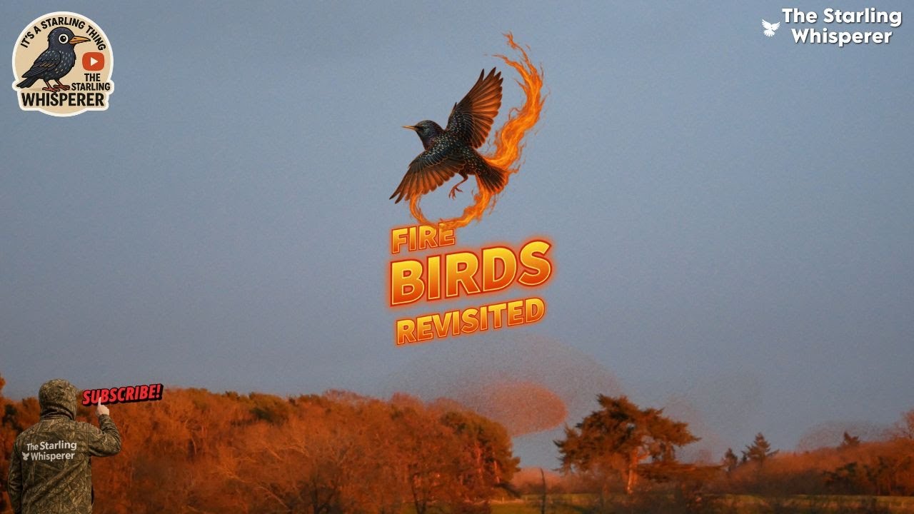 Fire Birds " Revisited " 2022 The Secret Roost! #starling #murmuration ...