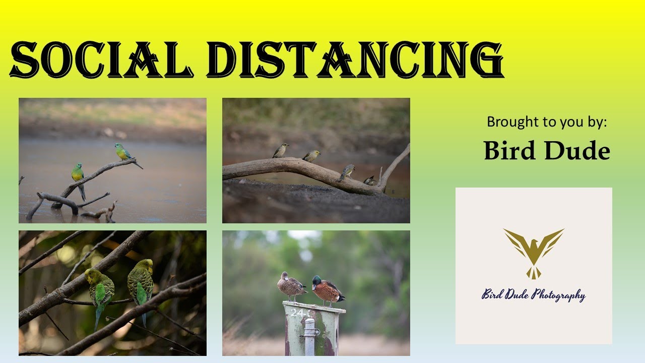 Social distancing (birds) - YouTube
