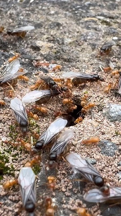 Happy Flying Ant Day! 🐜 + 🪰 Normally occurs in July and August in UK # ...