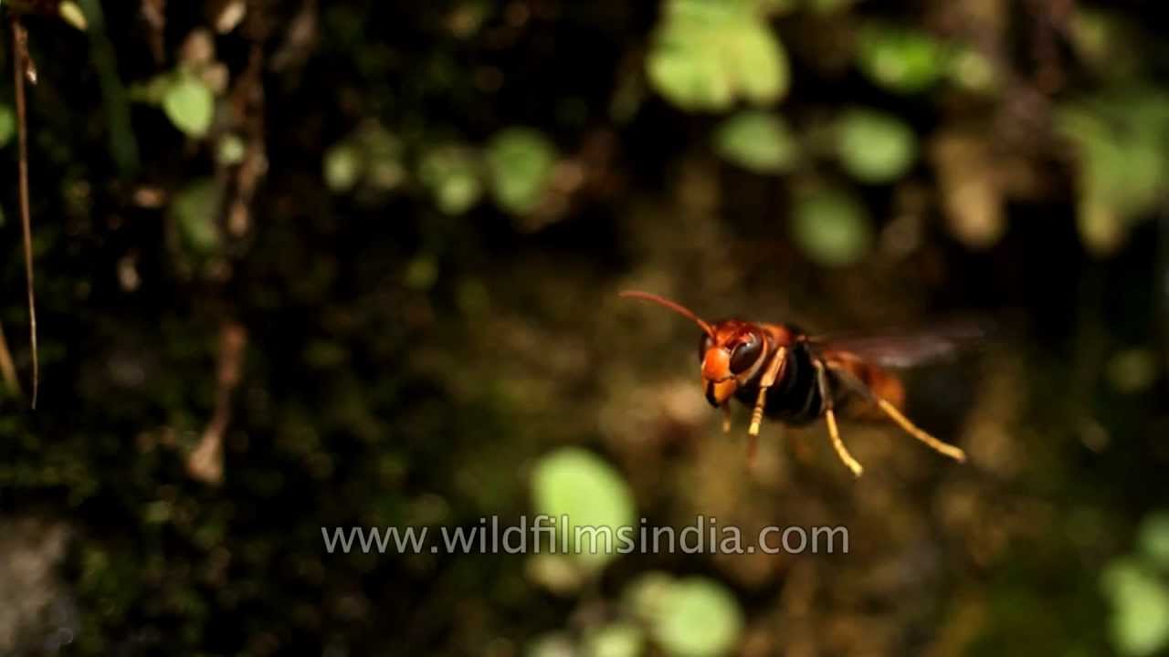 Wasp attack destroys entire bee colony! Rare footage of predation - YouTube