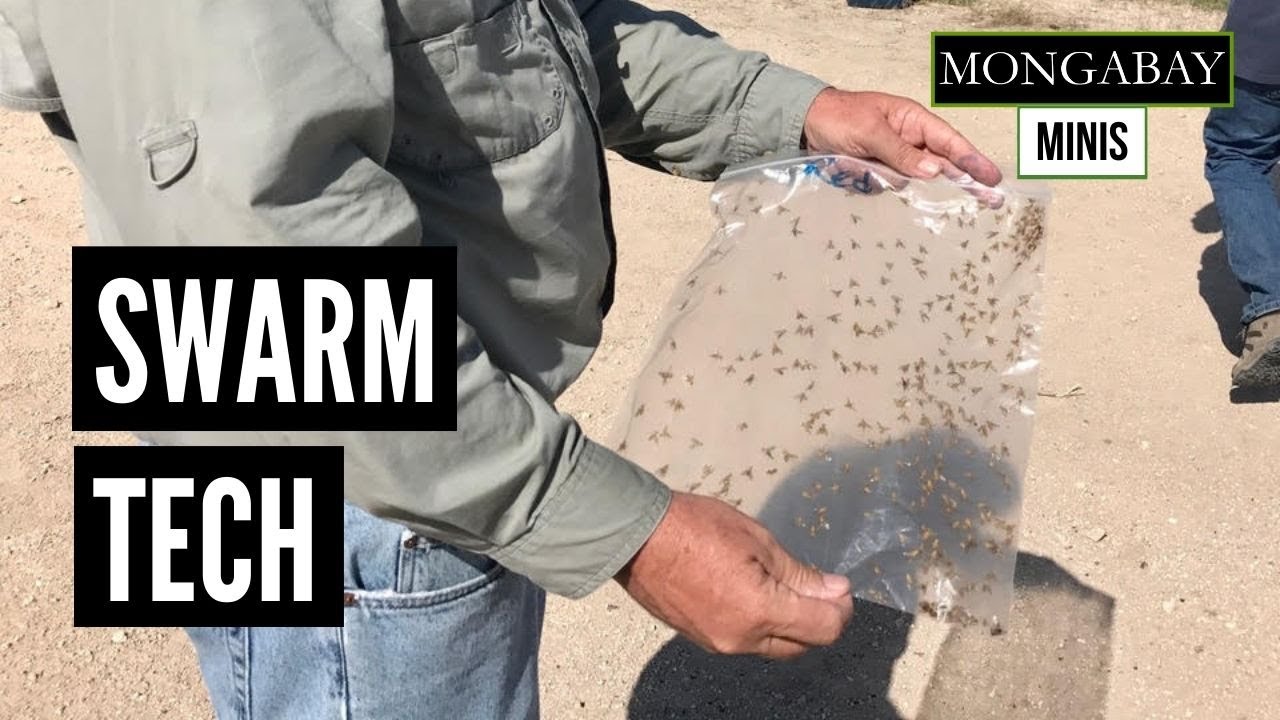 How using drones to spread insects onto farms could help reduce pests ...