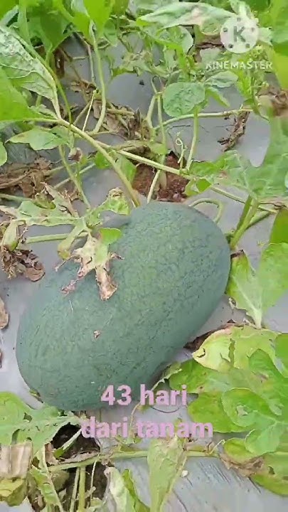 baru segini besar nya 43h #shortsvideo - YouTube