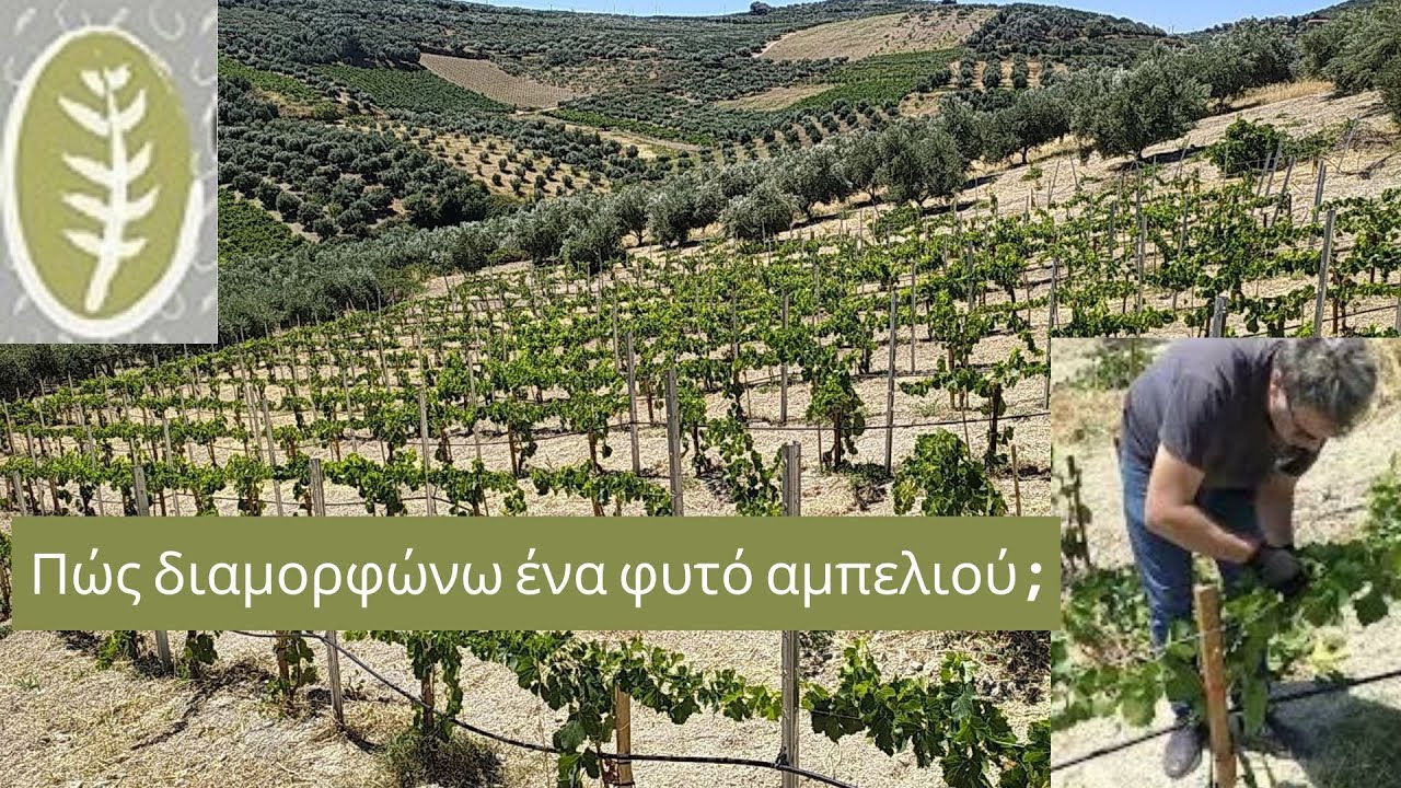 Πώς διαμορφώνω ένα φυτό αμπελιού; - YouTube