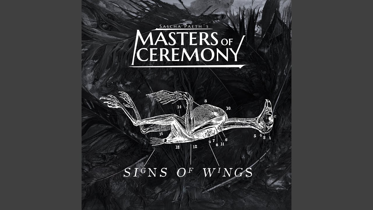 Signs of Wings - YouTube