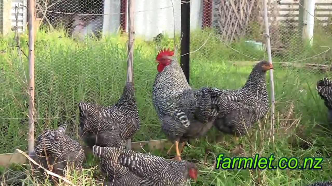 Cornelius the Barred Rock Rooster - YouTube