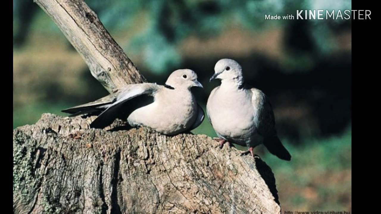 Peter Rabbit Soundtrack - Perfect Day - YouTube