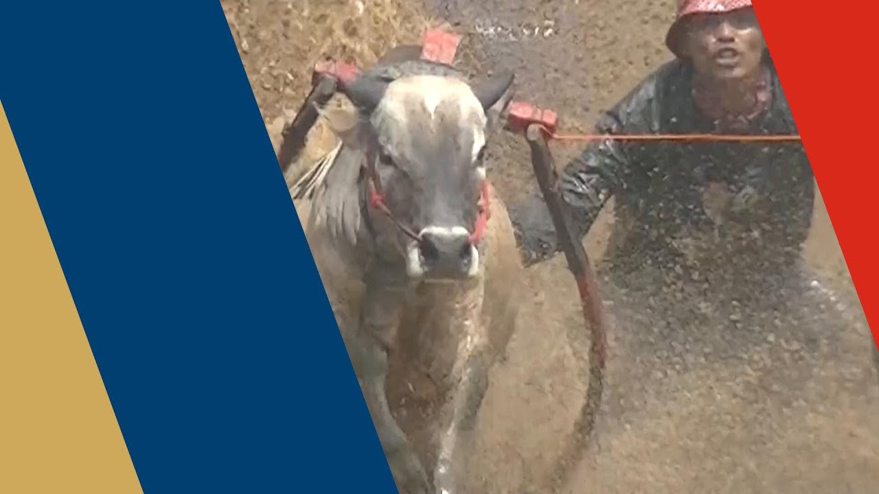 Taking the Bull By the Tail - with your teeth - YouTube