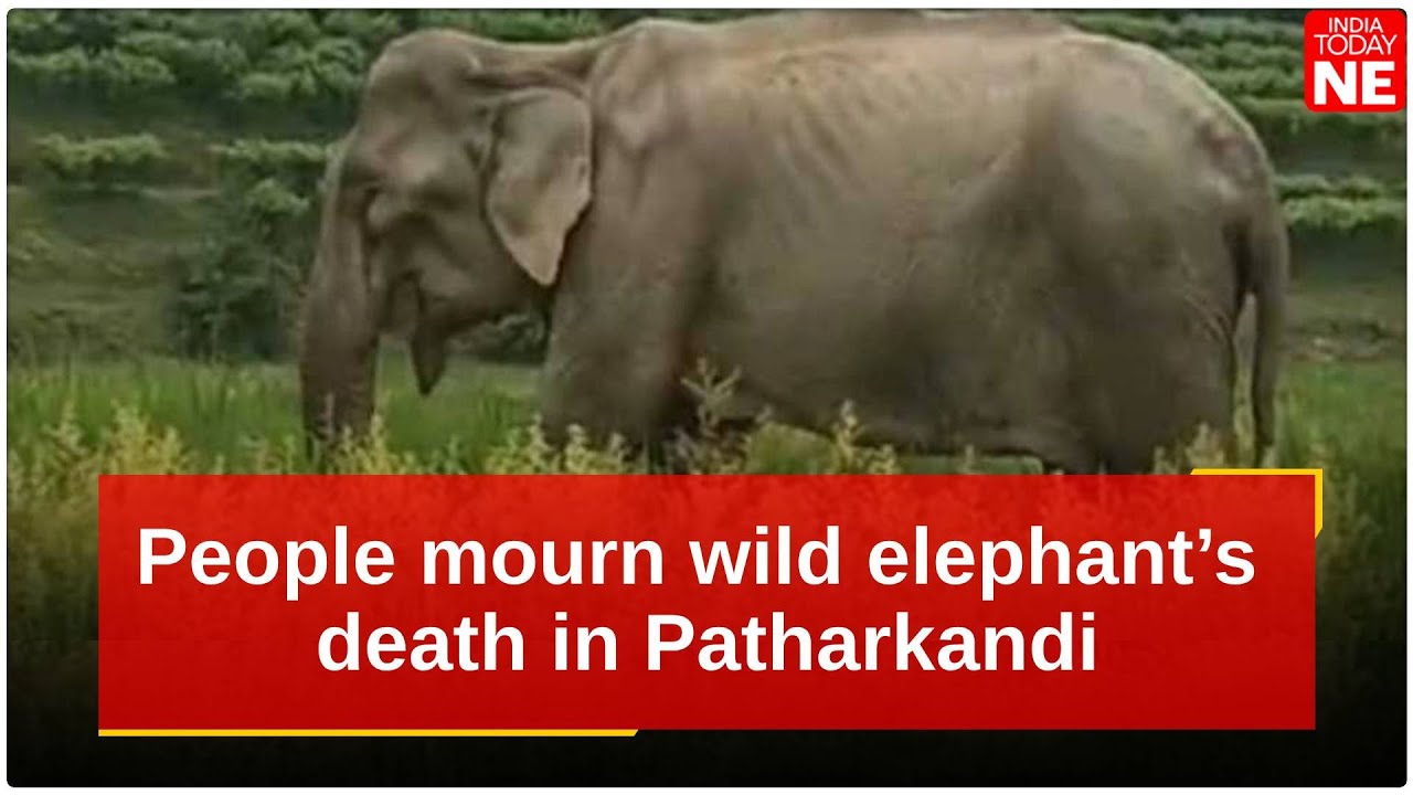 Assam: People mourn wild elephant’s death in Patharkandi, perform ...