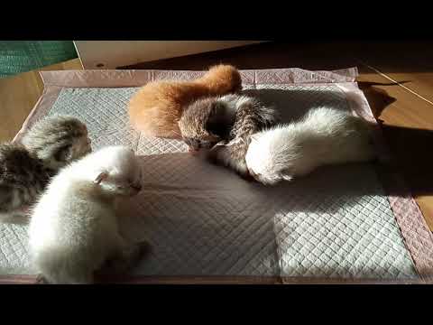 Baby Kitten 7 days on the sun