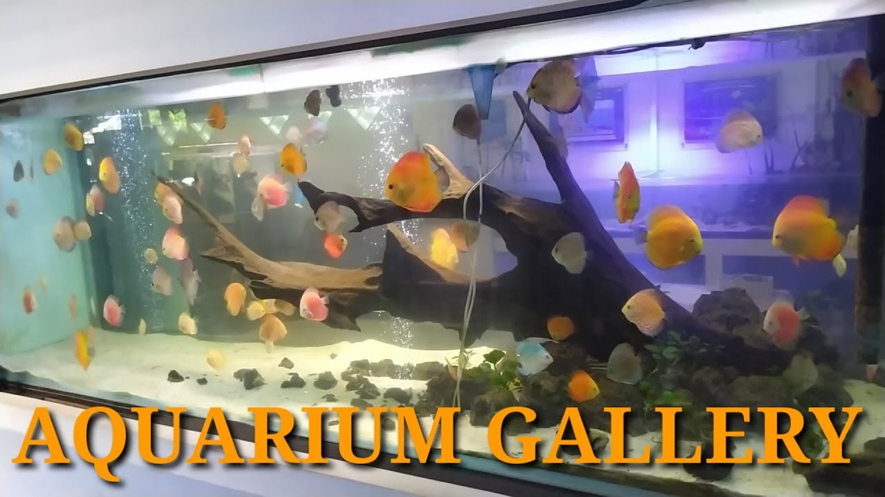 REVIEW GALLERY AQUARIUM @ BALI REEF AQUARIUM - YouTube