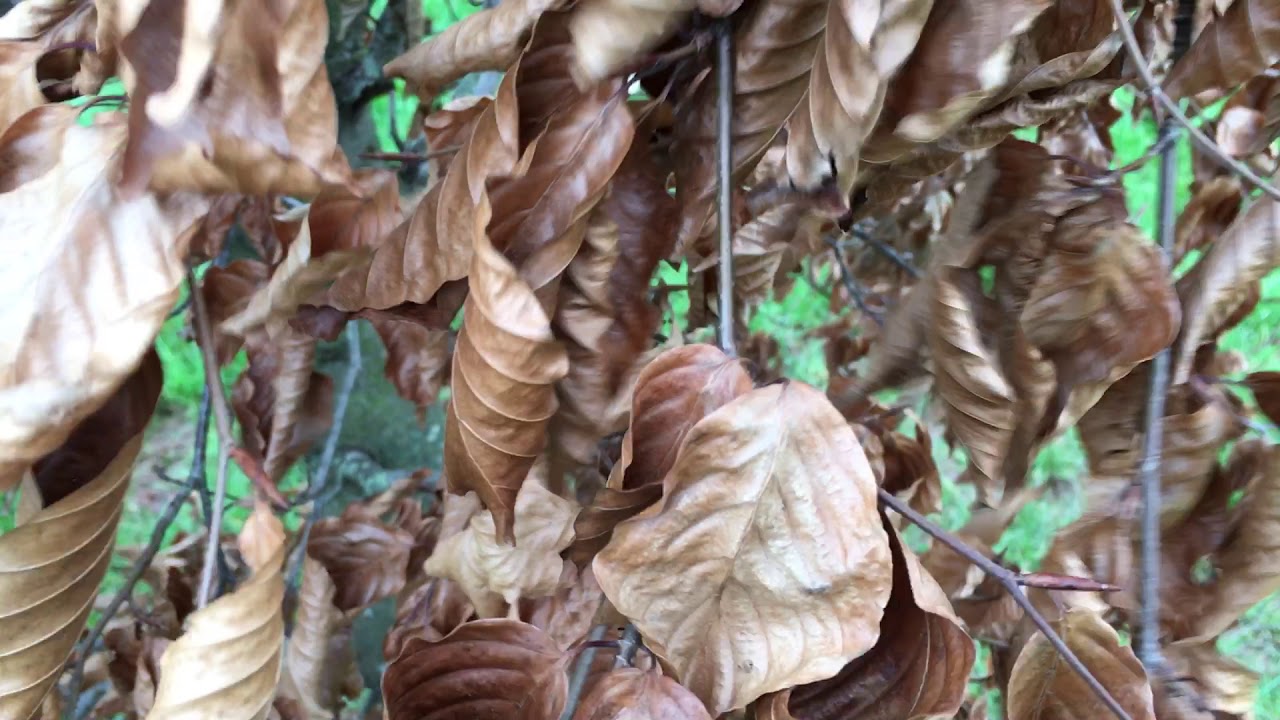 Copper beech - Marcescent leaves close up - February 2020 - YouTube