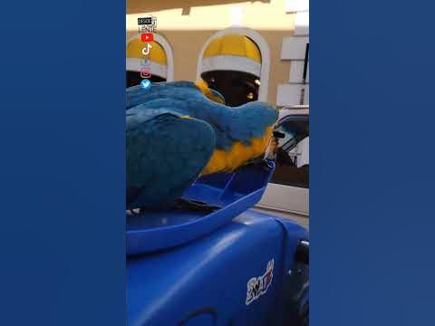 Guacamayos en San Juan, Puerto Rico #puertorico #sanjuan #guacamayo # ...
