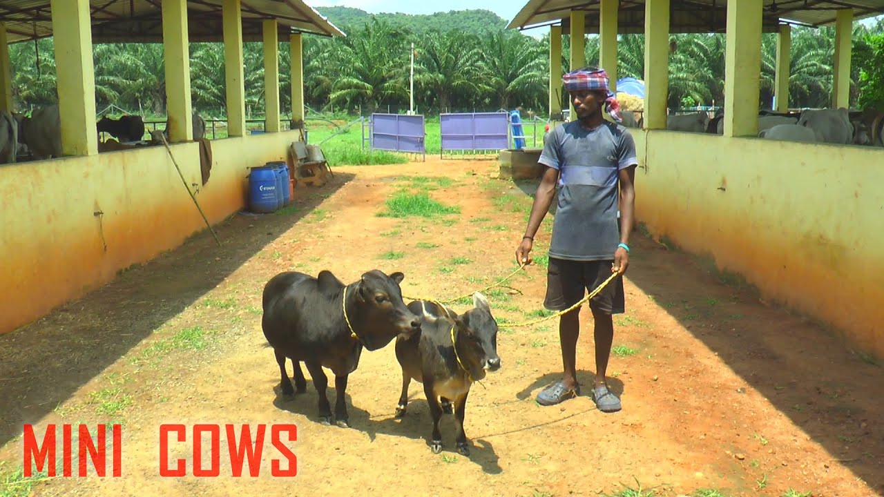 Shortest Miniature Cows Literally under 2 Ft Height |Miniature Dwarf ...