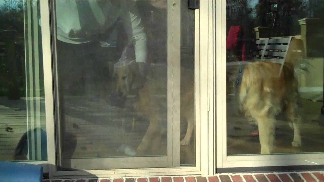 Moose runs into screen door - YouTube